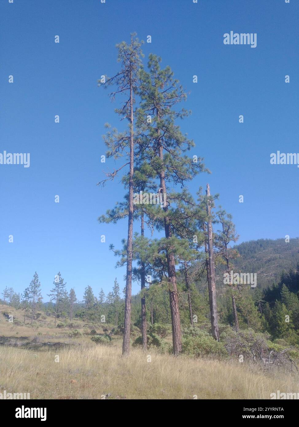 Jeffrey pine (Pinus jeffreyi Stock Photo - Alamy