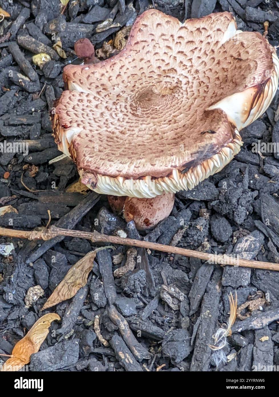 reddening lepiota (Leucoagaricus americanus Stock Photo - Alamy