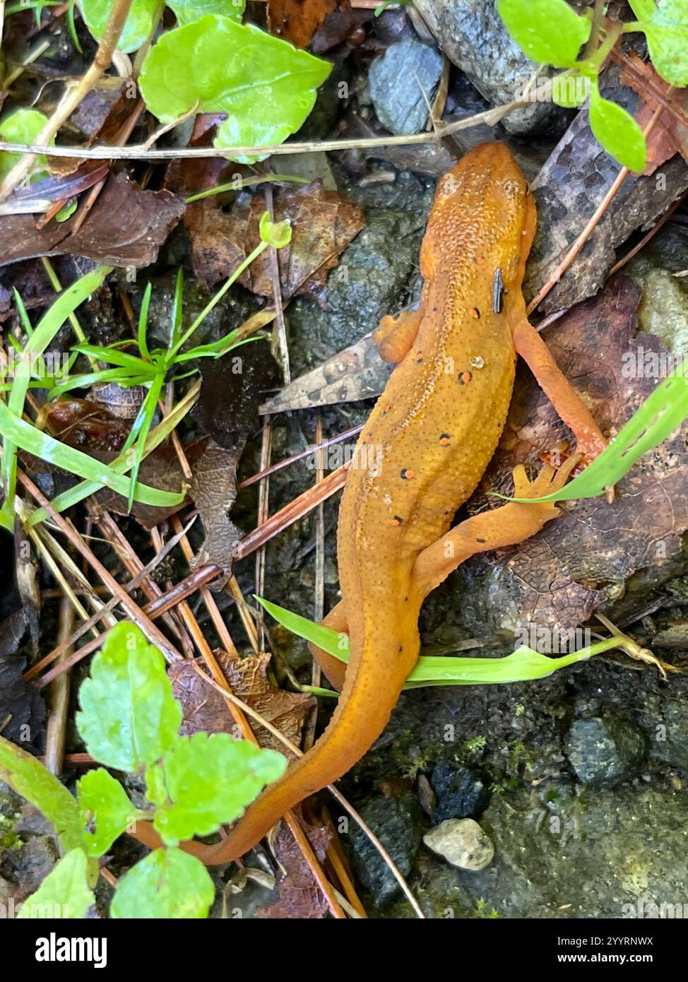 Eastern Newt (Notophthalmus viridescens Stock Photo - Alamy