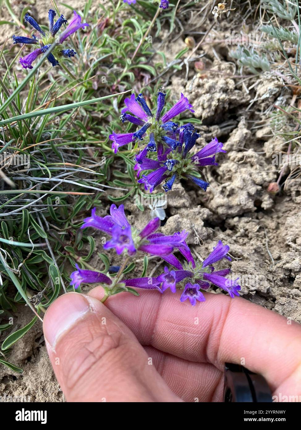 Sierra Beardtongue (Penstemon heterodoxus heterodoxus Stock Photo - Alamy