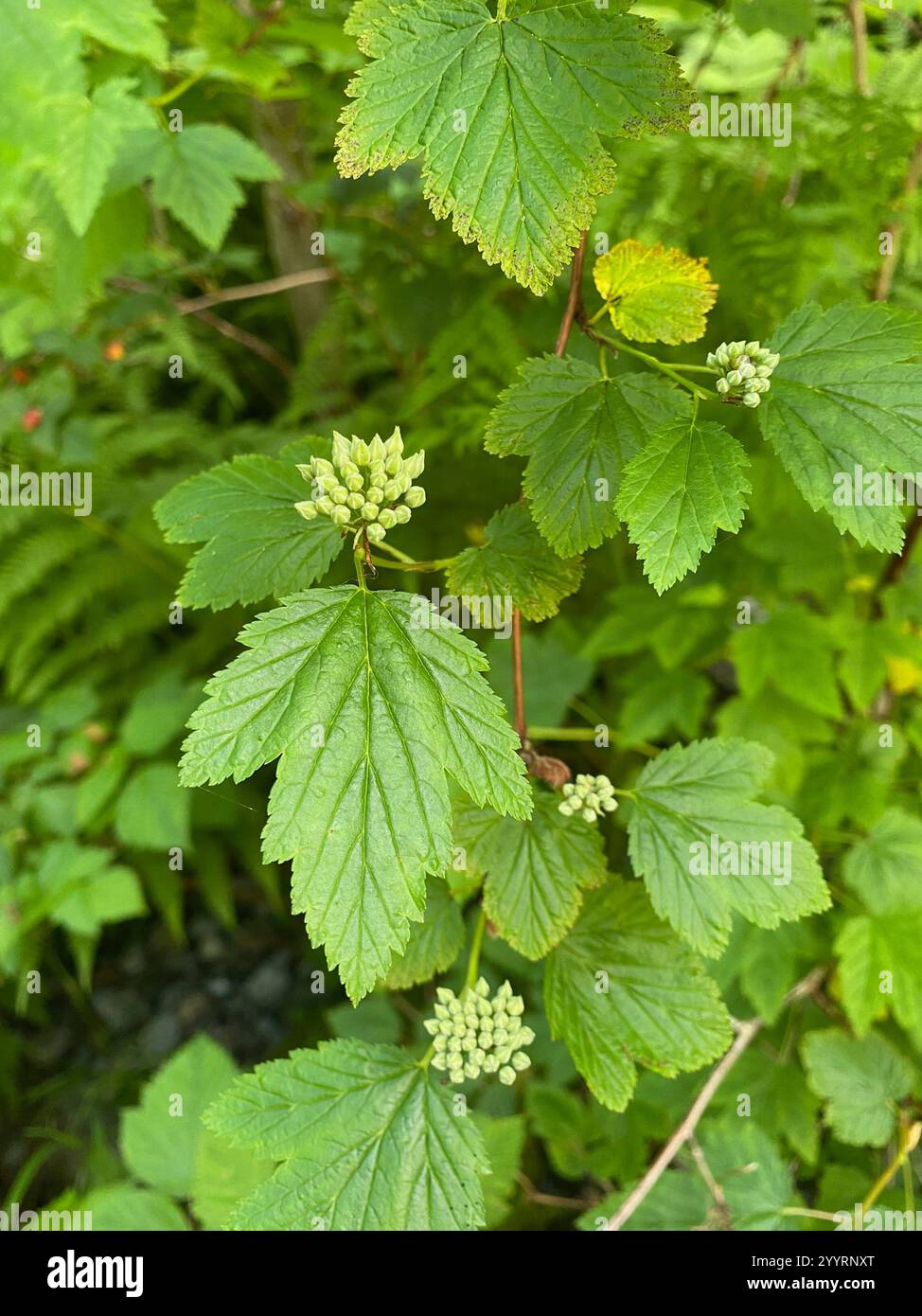 Pacific ninebark (Physocarpus capitatus Stock Photo - Alamy