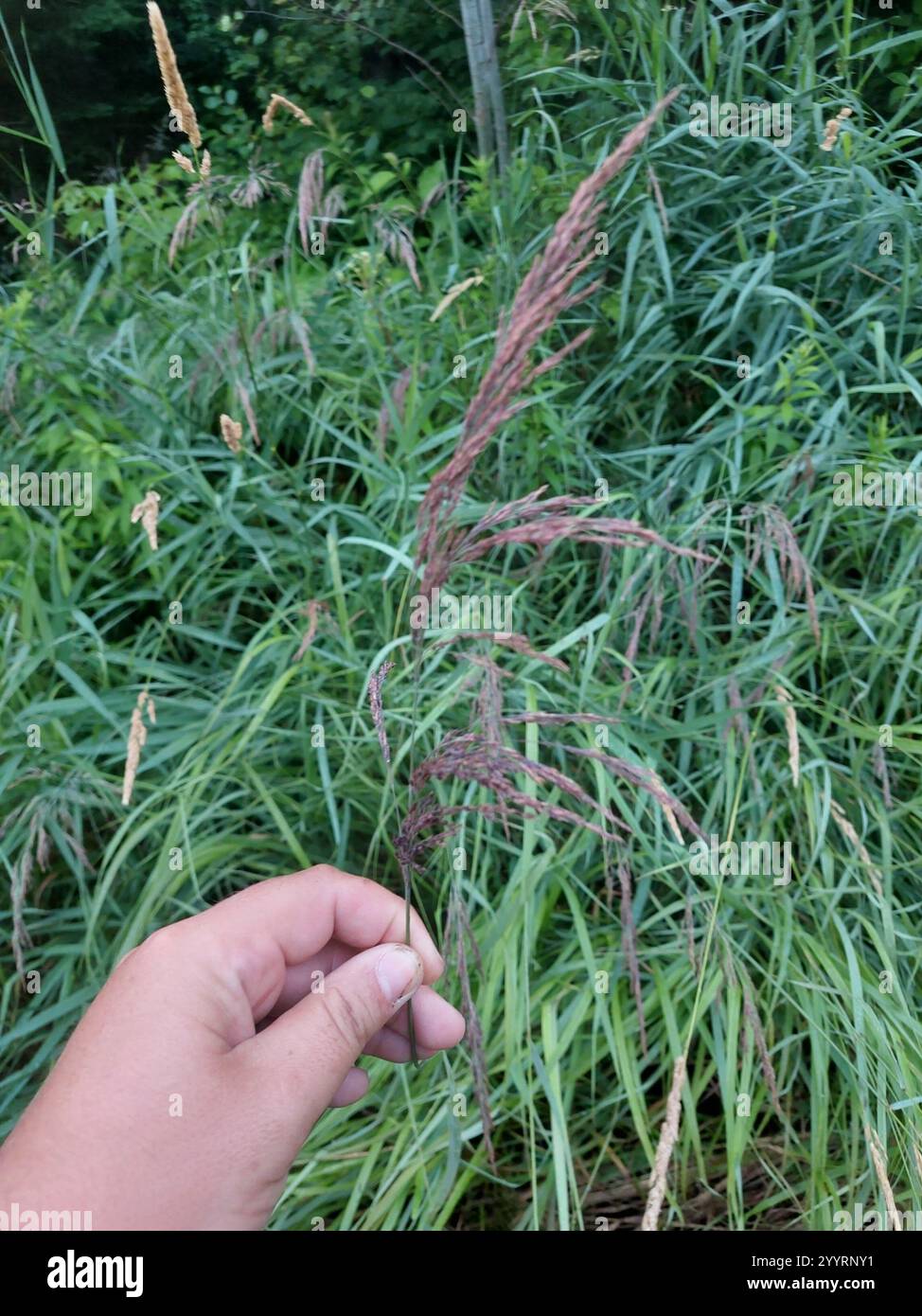 canadian bluejoint (Calamagrostis canadensis Stock Photo - Alamy