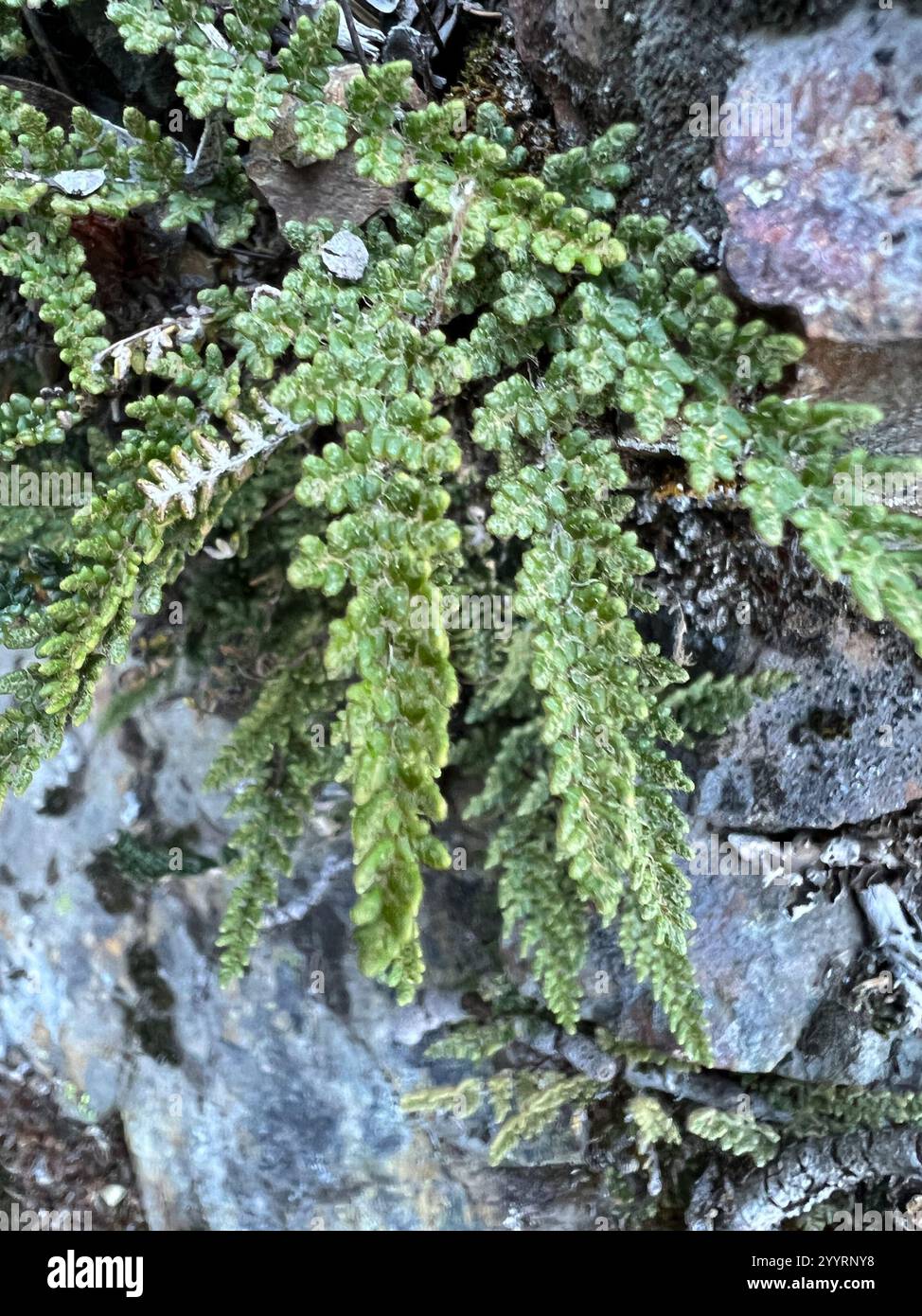lace lip fern (Myriopteris gracillima Stock Photo - Alamy