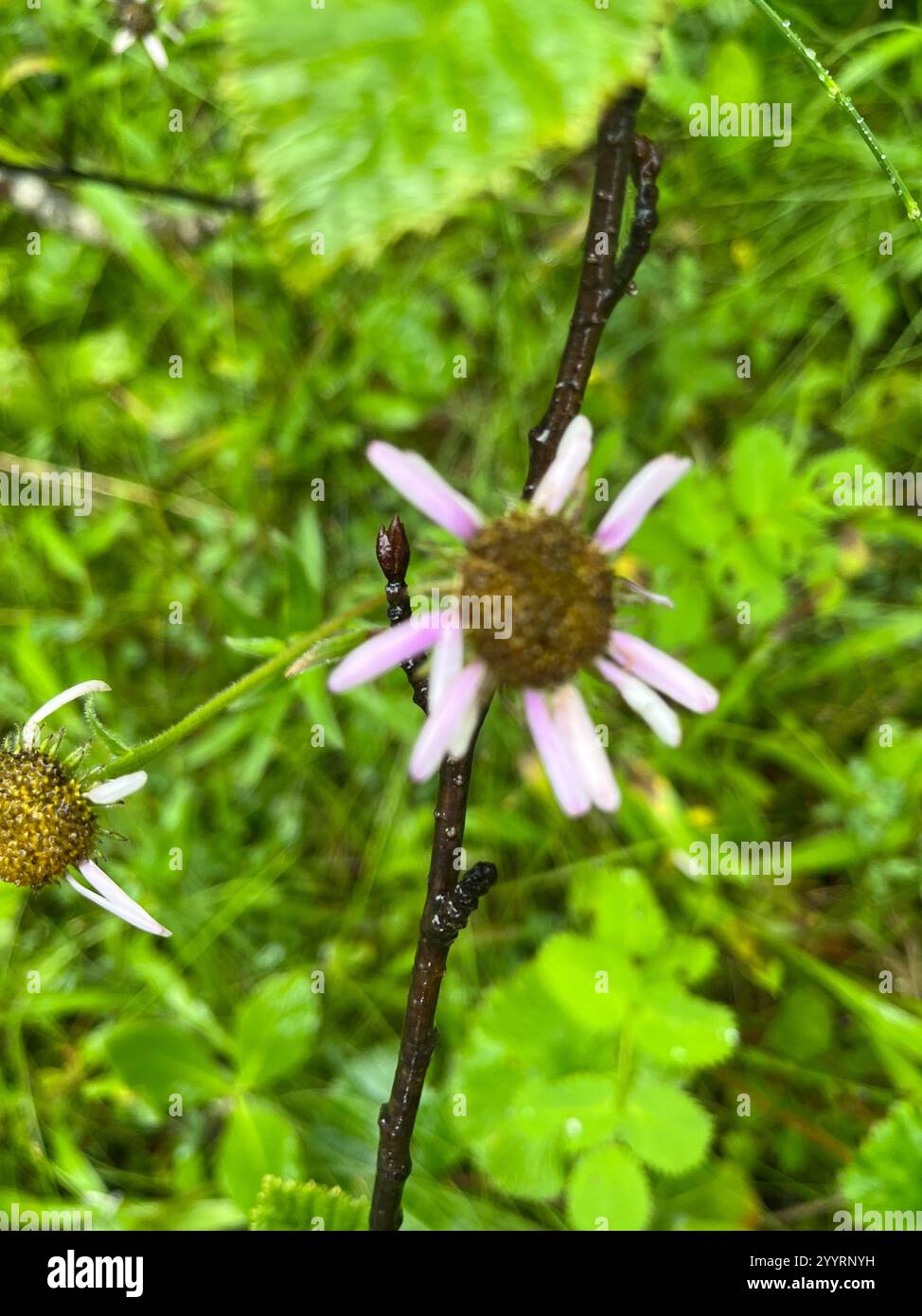 Erigeron peregrinus hi-res stock photography and images - Alamy