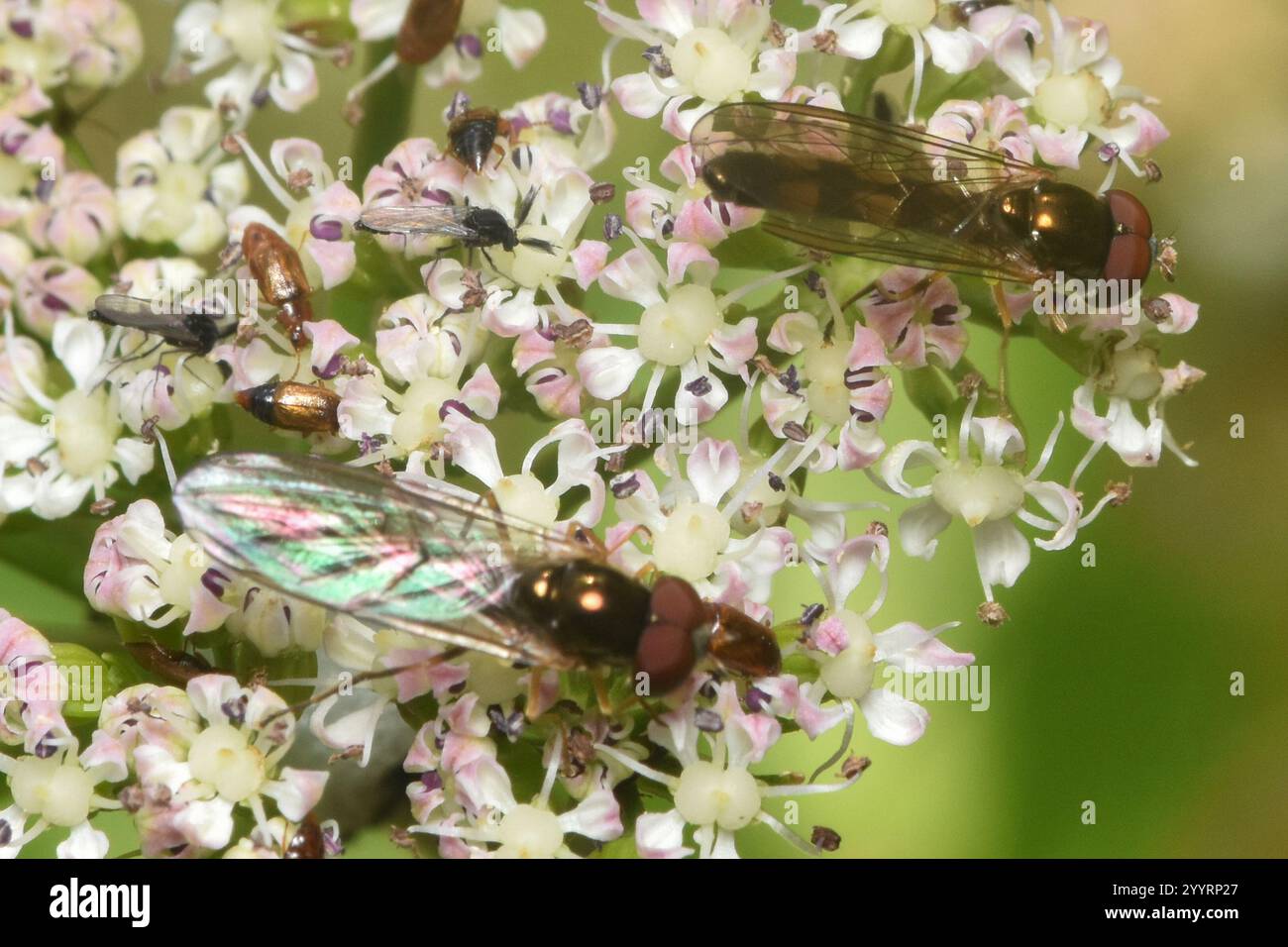 Variable Duskyface Fly (Melanostoma mellinum Stock Photo - Alamy