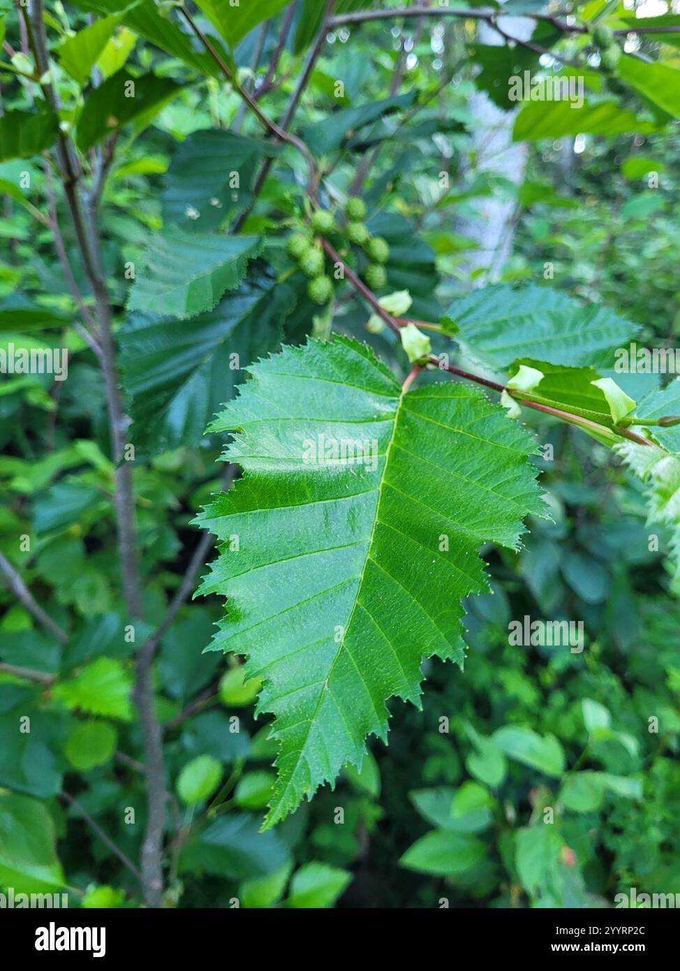 grey alder (Alnus incana Stock Photo - Alamy