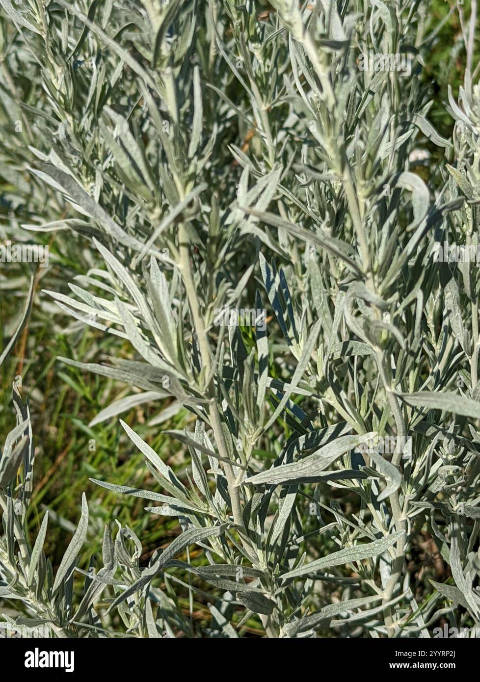 Artemisia cana hi-res stock photography and images - Alamy