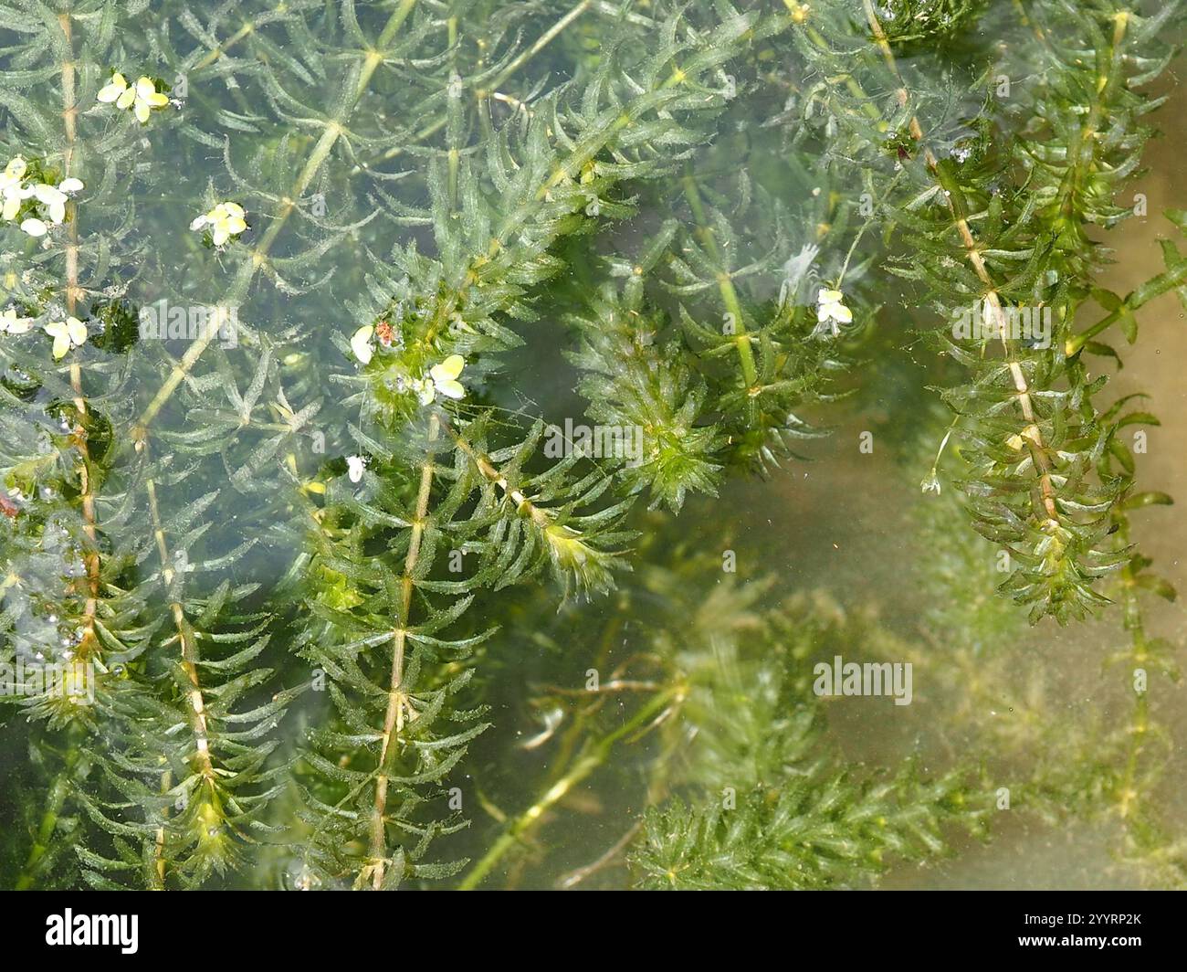 Hydrilla (Hydrilla verticillata Stock Photo - Alamy