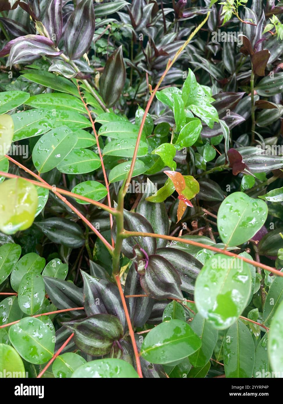 Paradise Tree (Simarouba glauca Stock Photo - Alamy