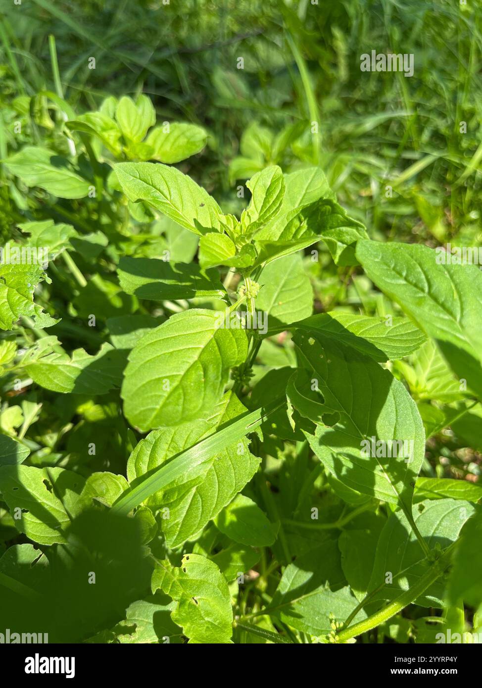 corn mint (Mentha arvensis Stock Photo - Alamy