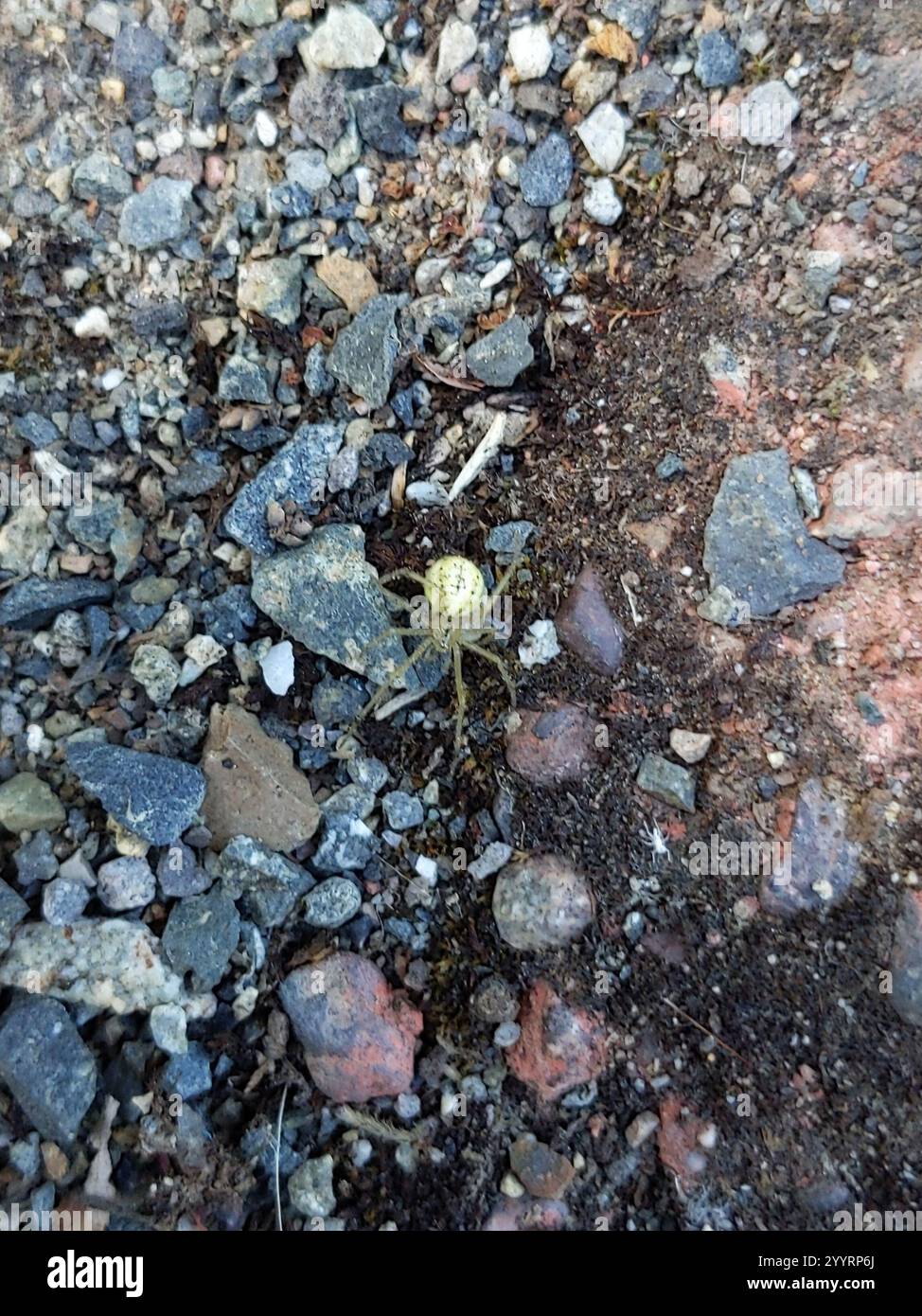 Common candy-striped spider (Enoplognatha ovata Stock Photo - Alamy