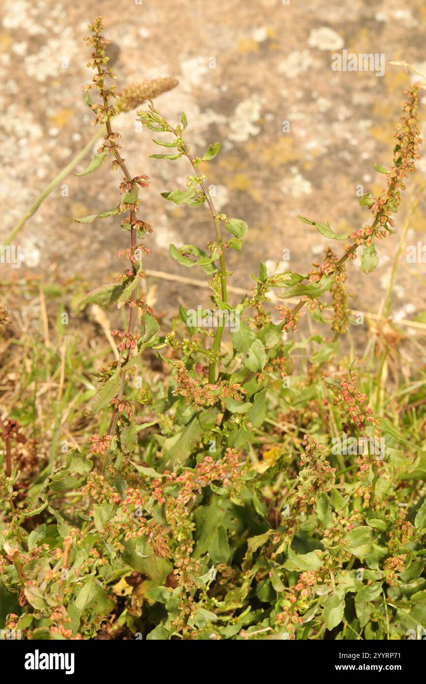 Clustered Dock (Rumex conglomeratus Stock Photo - Alamy