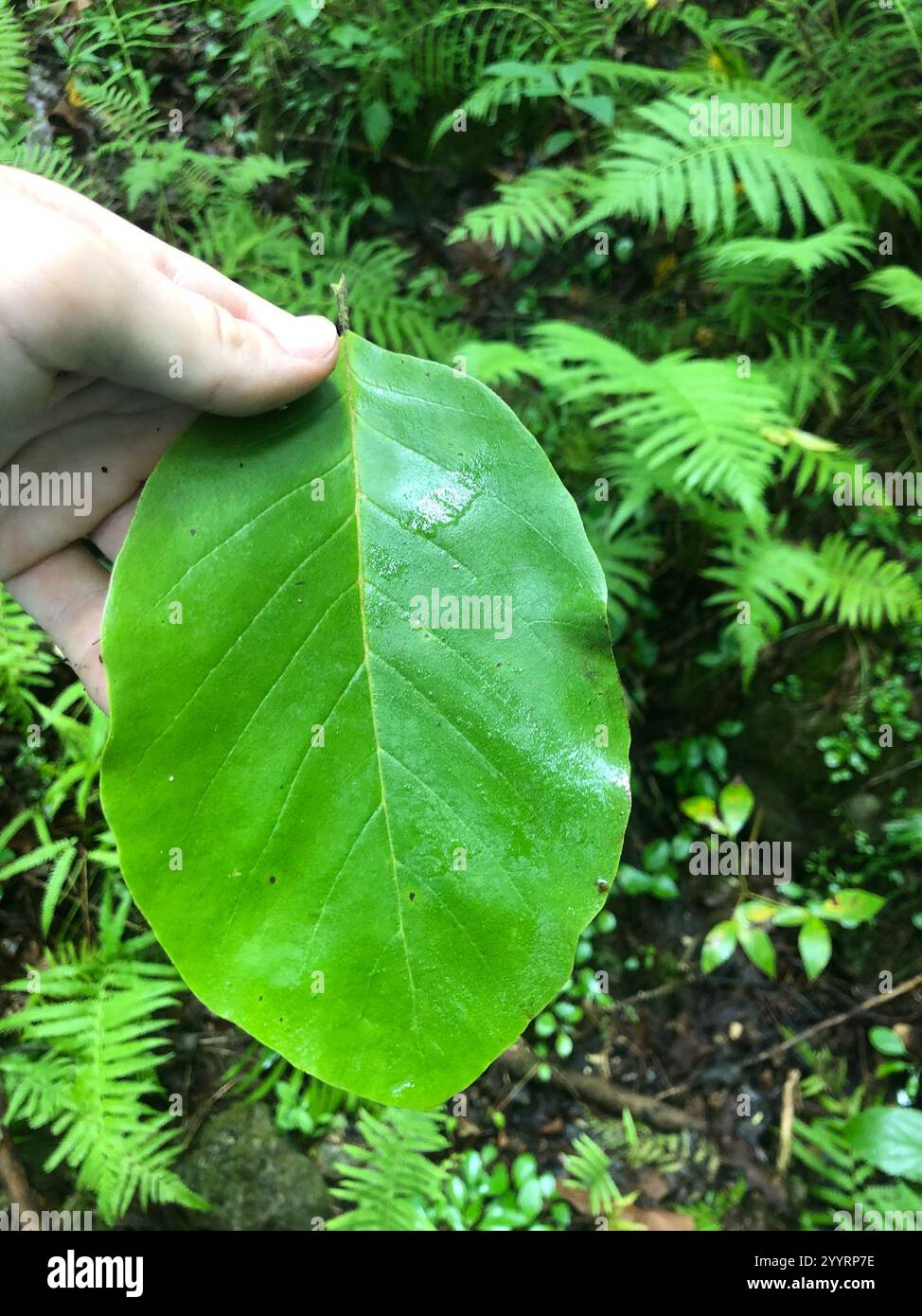 Cucumber-tree (Magnolia acuminata Stock Photo - Alamy