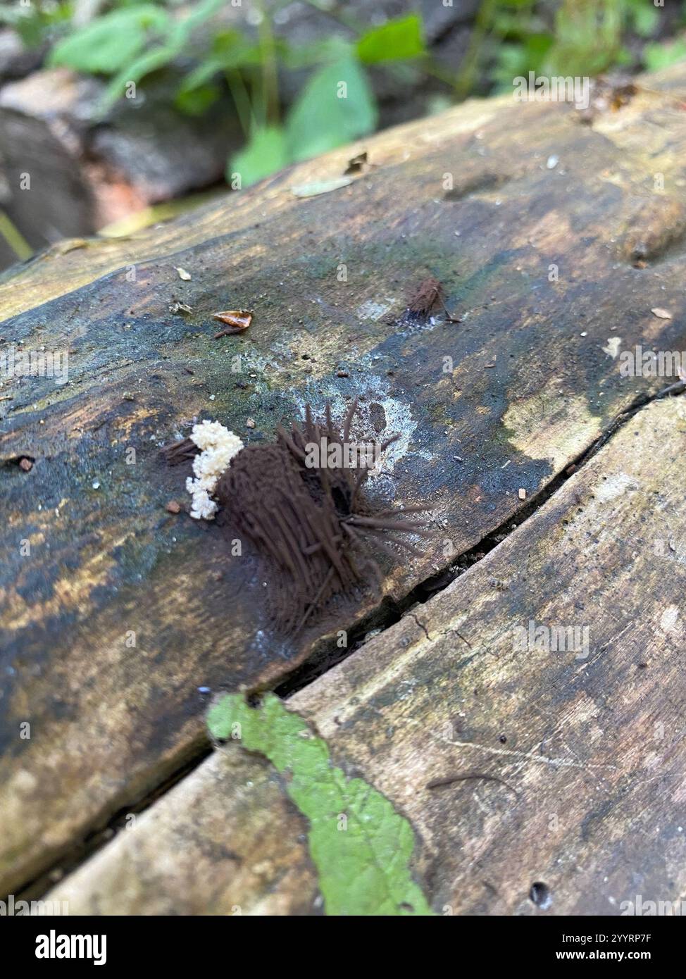chocolate tube slime (Stemonitis splendens Stock Photo - Alamy