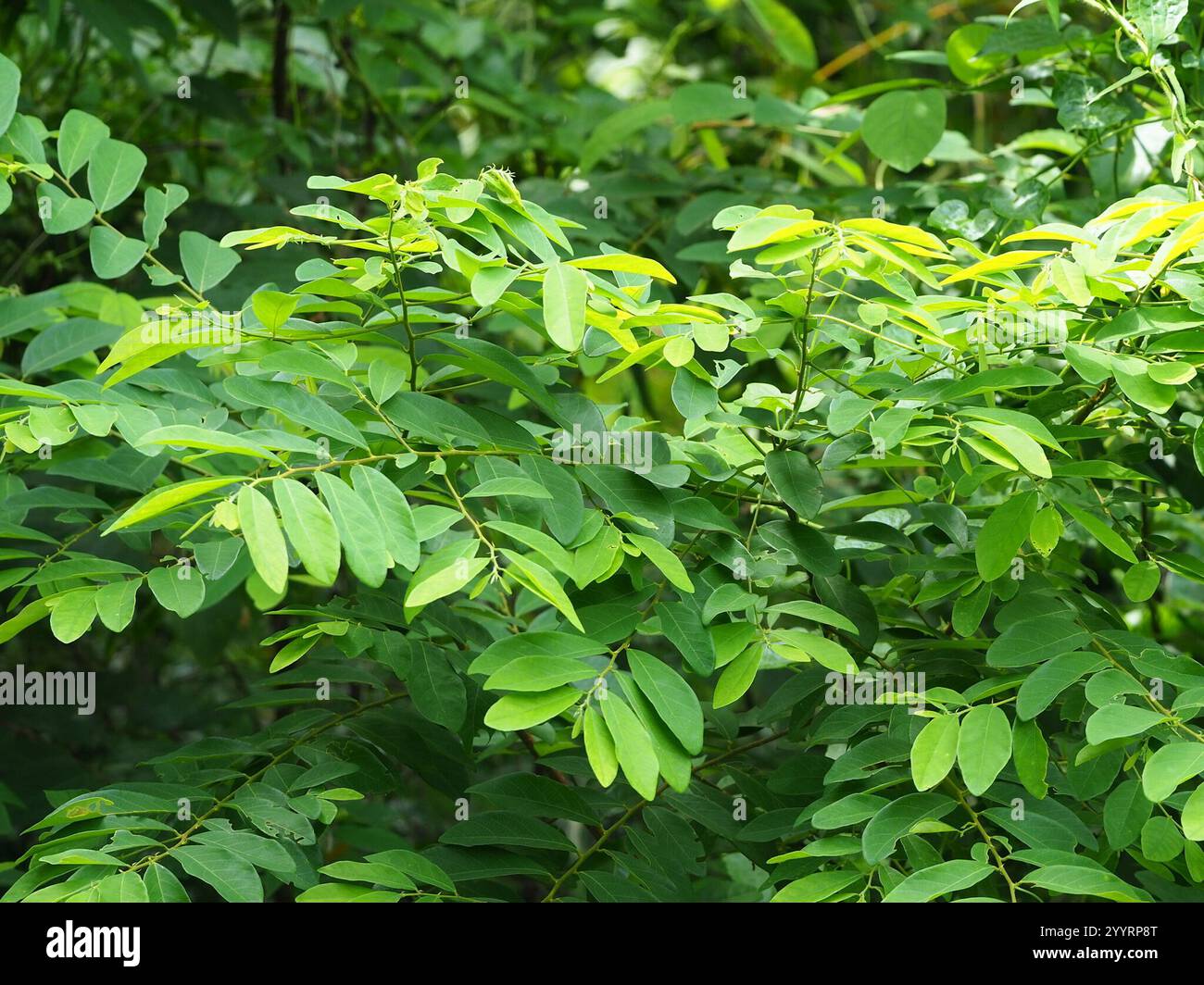 Pop-gun Seed (Bridelia tomentosa Stock Photo - Alamy