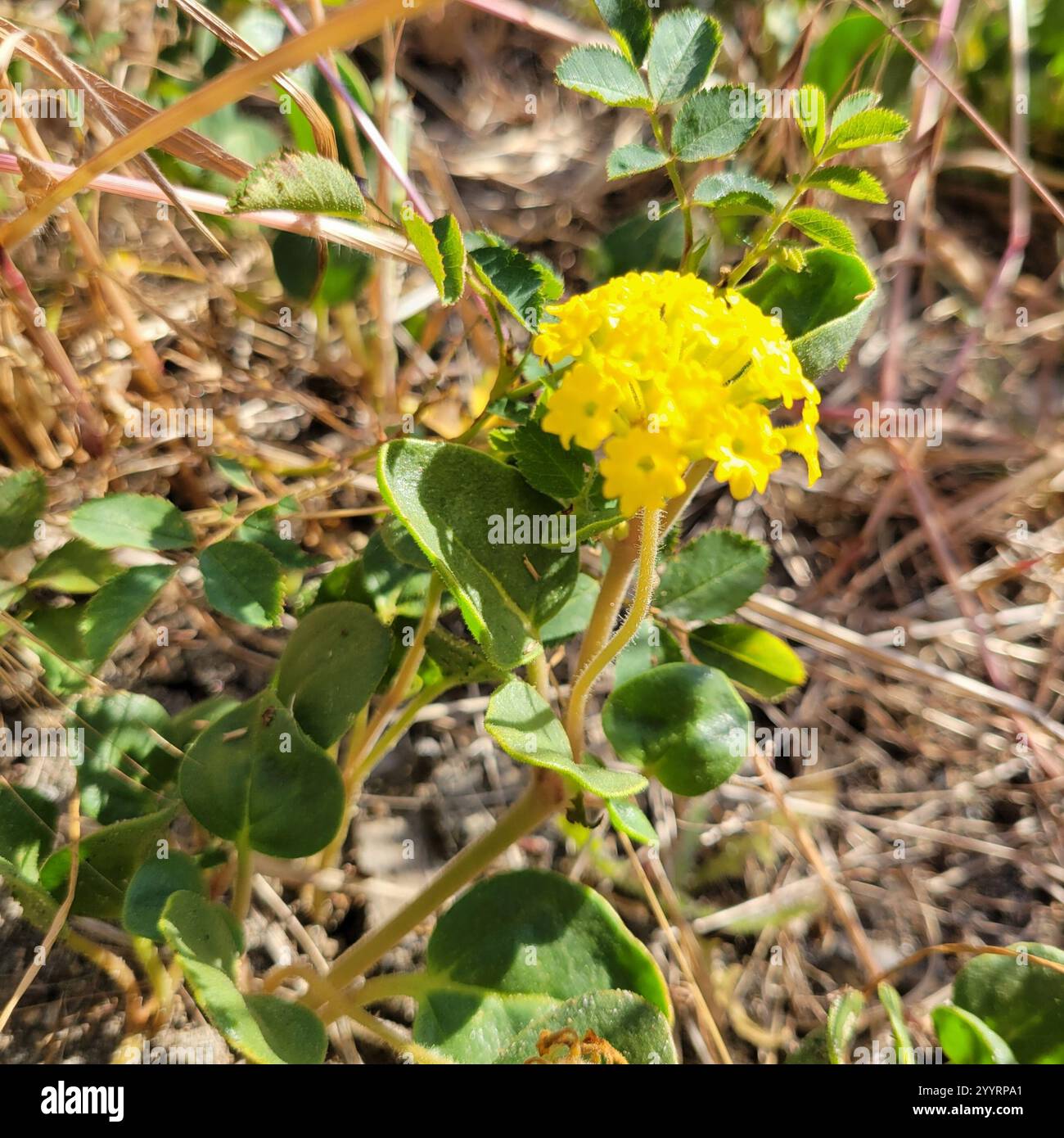 Yellow Sand Verbena (Abronia latifolia Stock Photo - Alamy