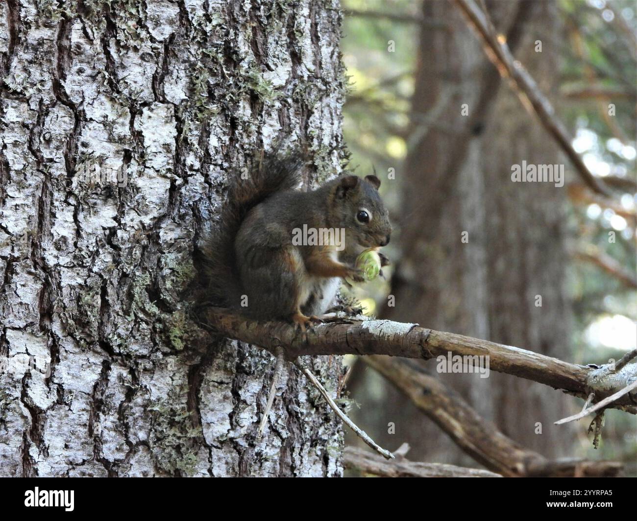 Vancouver Island Red Squirrel (Tamiasciurus hudsonicus lanuginosus ...