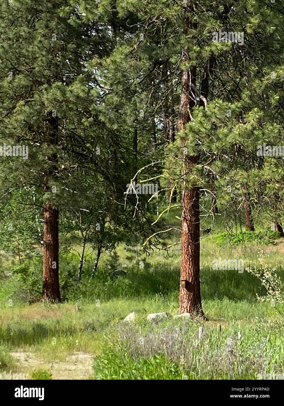 Ponderosa Pine (Pinus ponderosa Stock Photo - Alamy