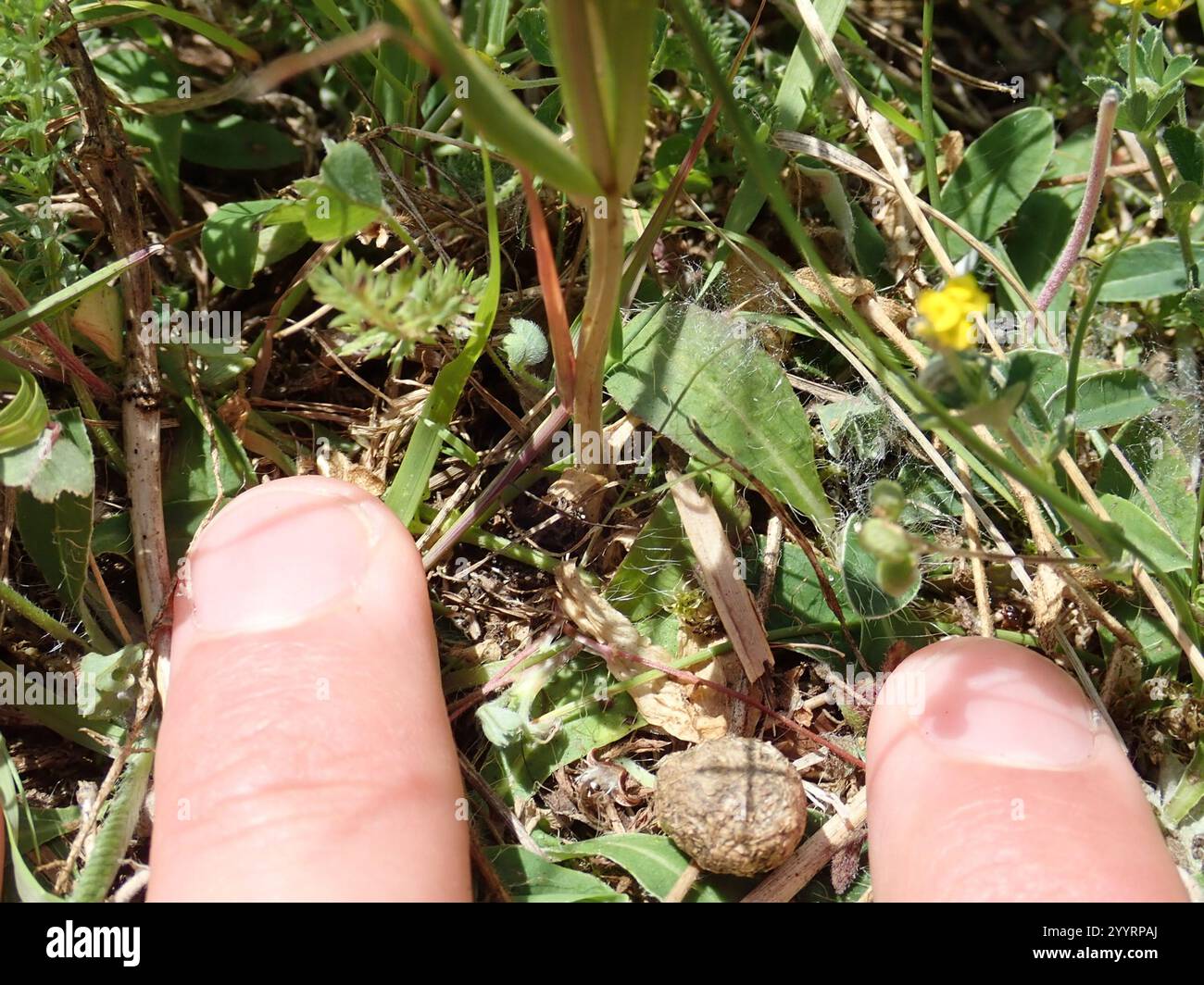 Lesser Centaury (Centaurium pulchellum Stock Photo - Alamy