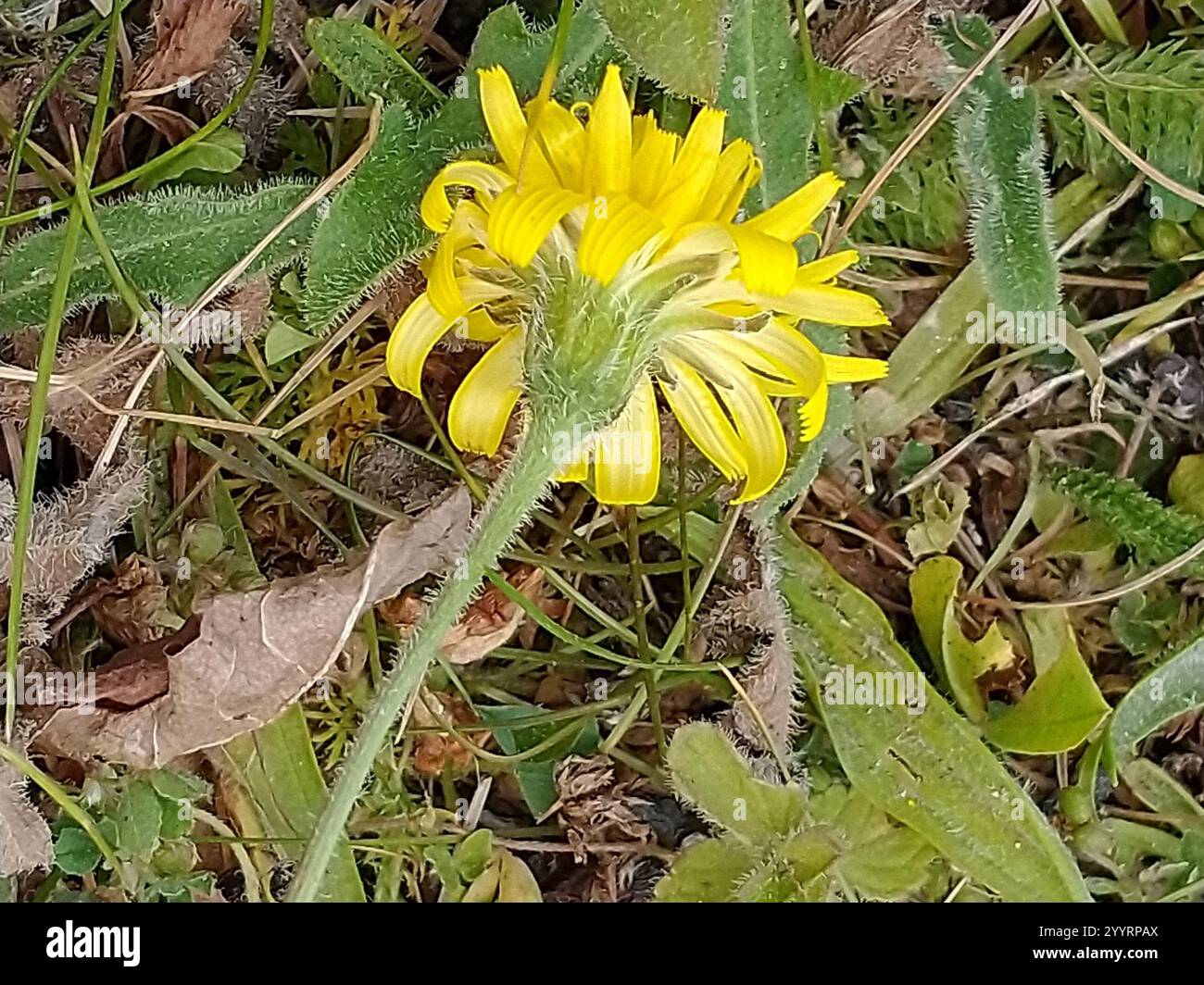 Rough Hawkbit (Leontodon hispidus Stock Photo - Alamy