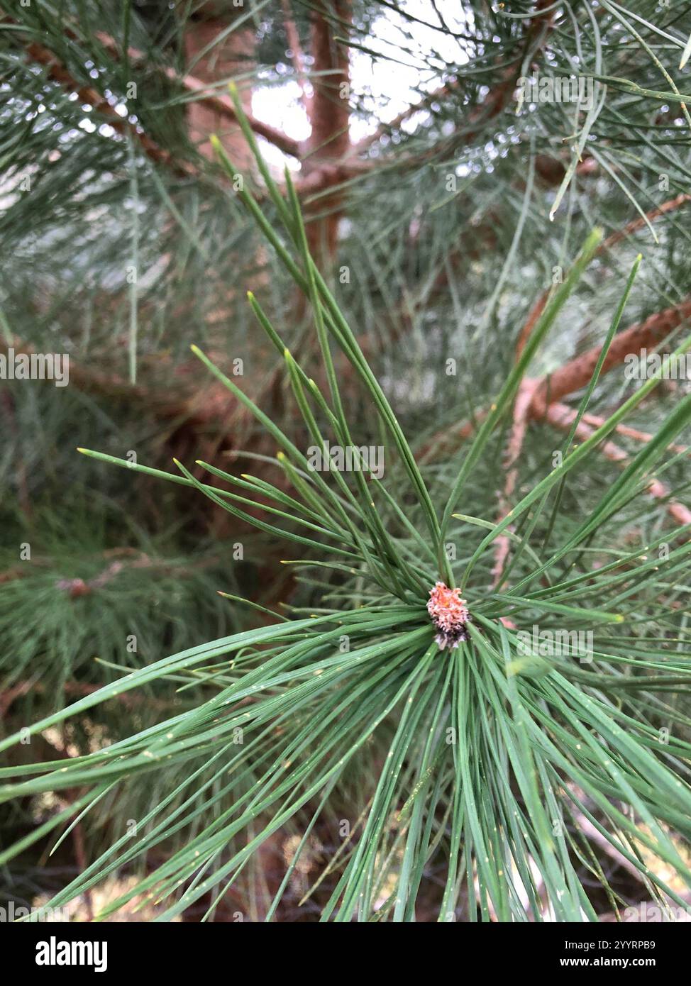 hard pines (Pinus Stock Photo - Alamy