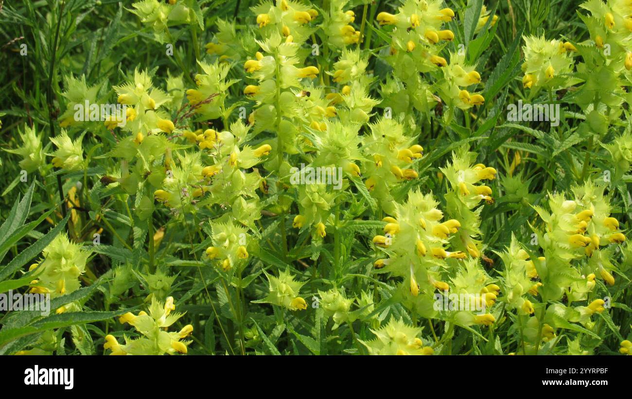 Greater Yellow-rattle (Rhinanthus serotinus Stock Photo - Alamy