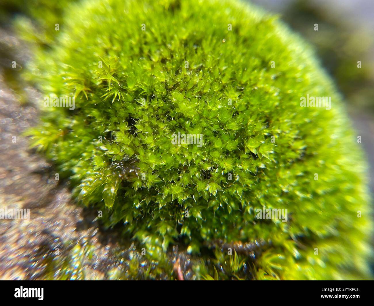 Capillary Thread-moss (Ptychostomum capillare Stock Photo - Alamy