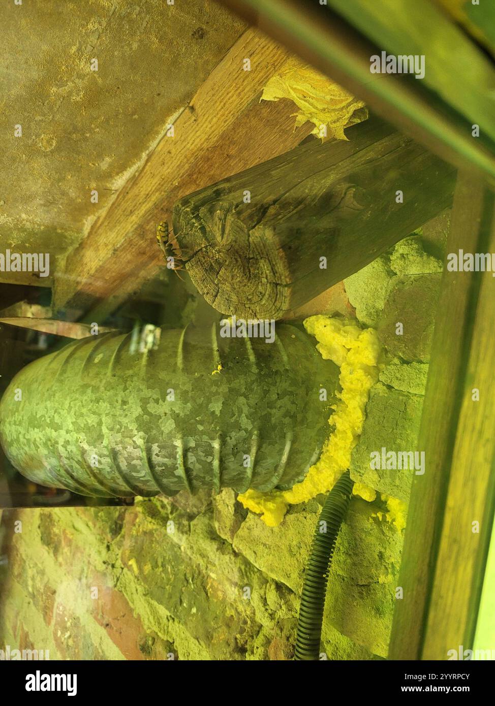 Hornets and Yellowjackets (Vespinae Stock Photo - Alamy
