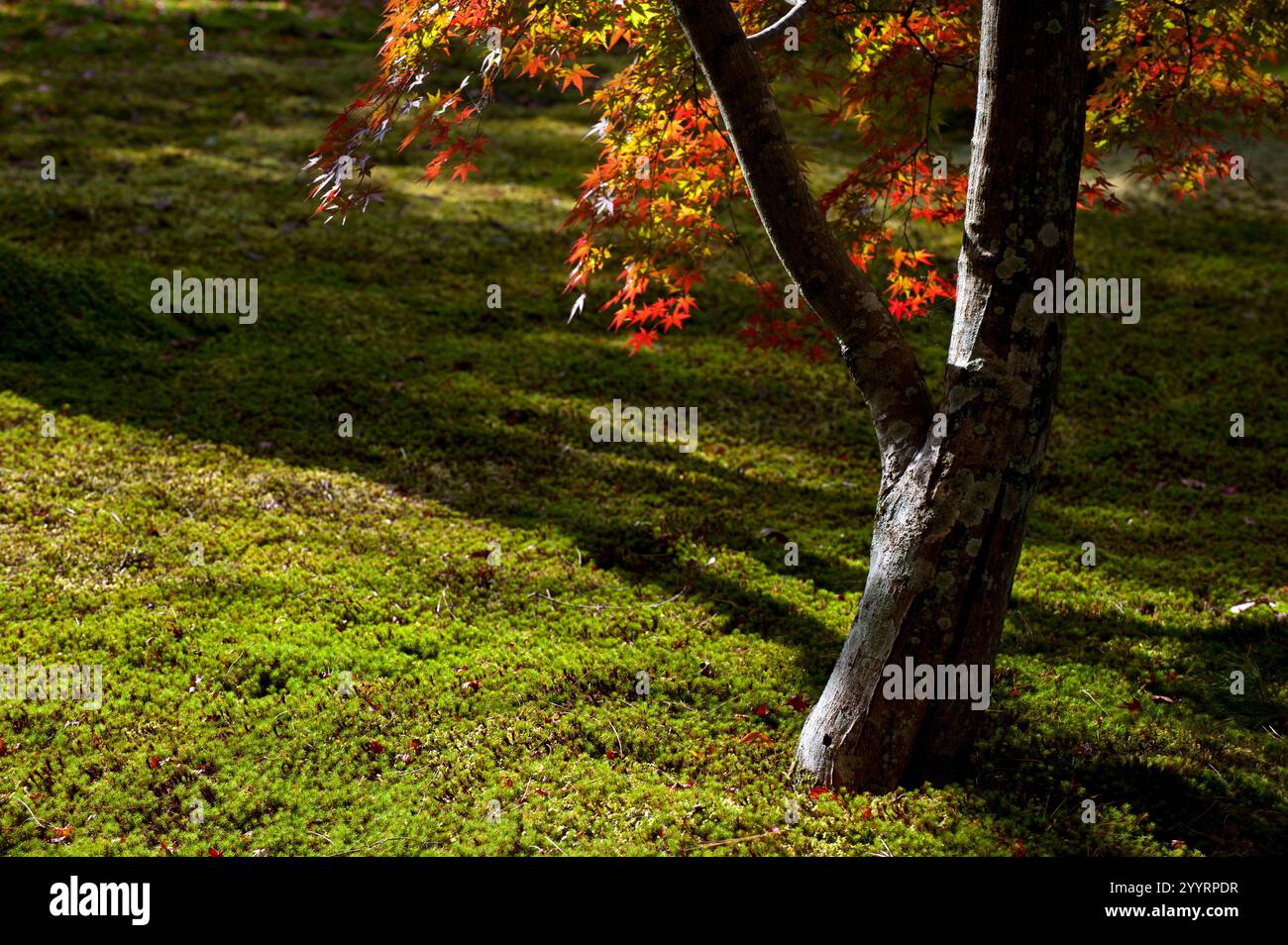 A Japanese maple tree (momiji) in fall colors sits among a moss garden ...