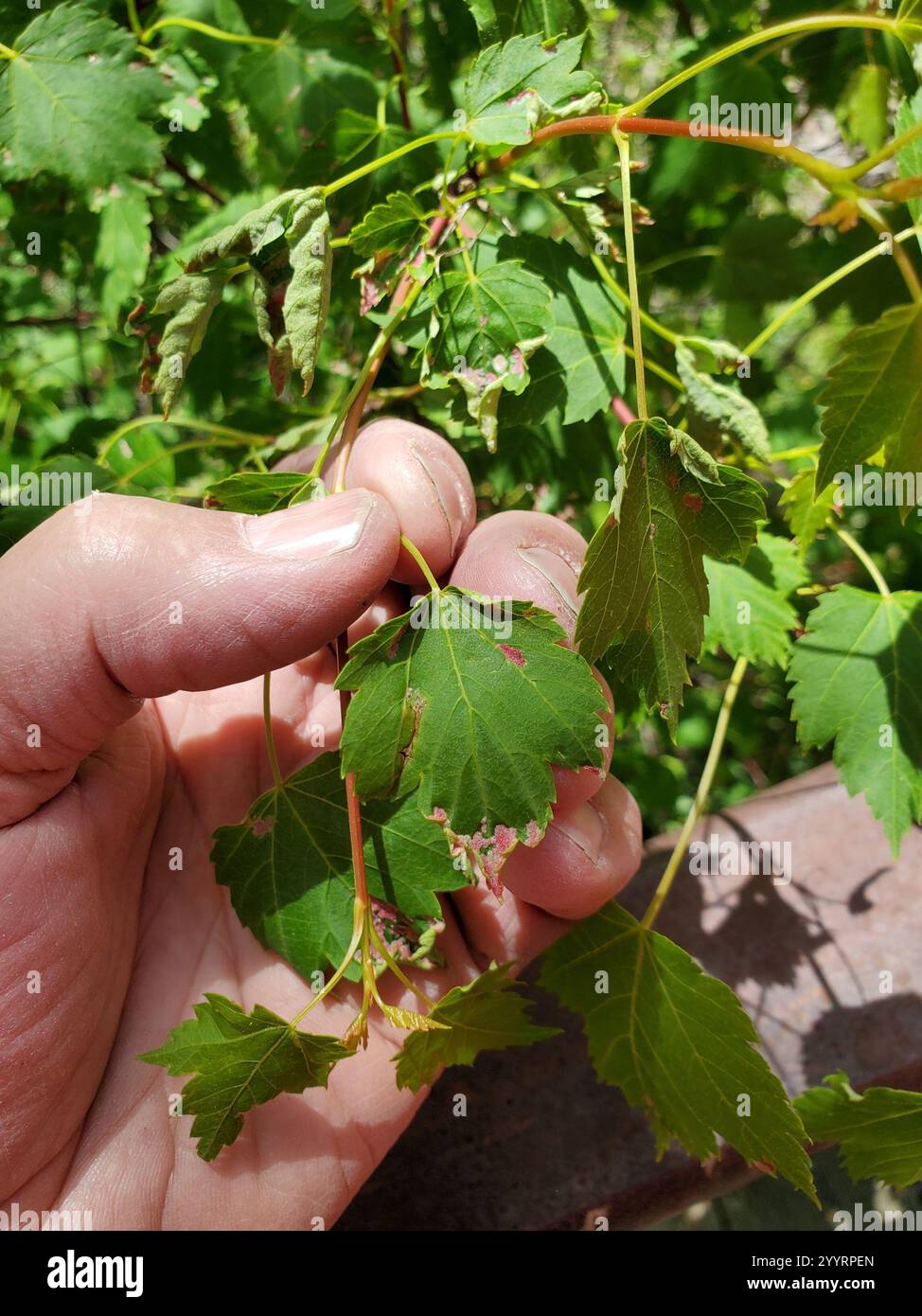 Rocky Mountain Maple Felt Mite (Aceria calaceris Stock Photo - Alamy