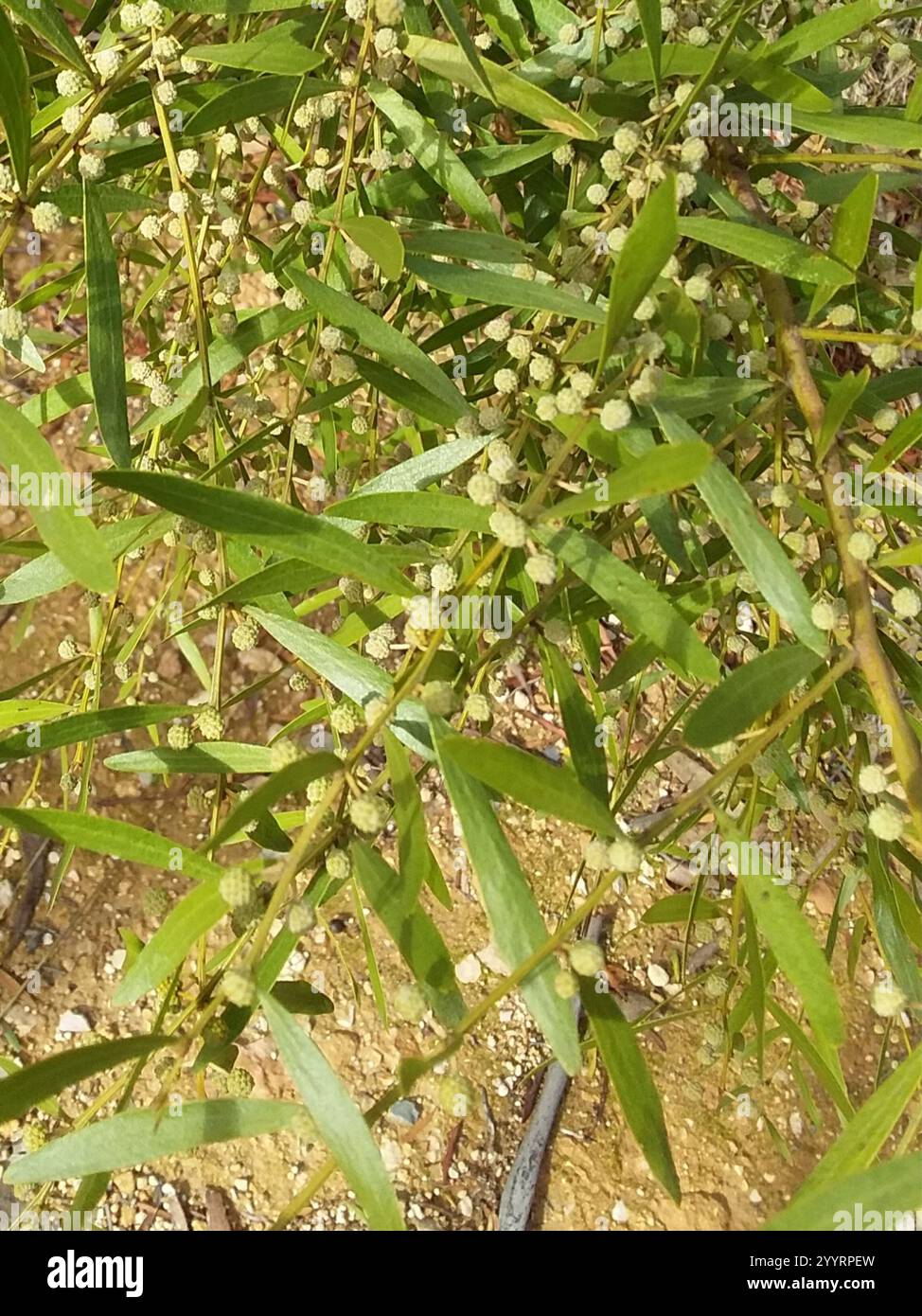 Varnish Wattle (Acacia verniciflua Stock Photo - Alamy