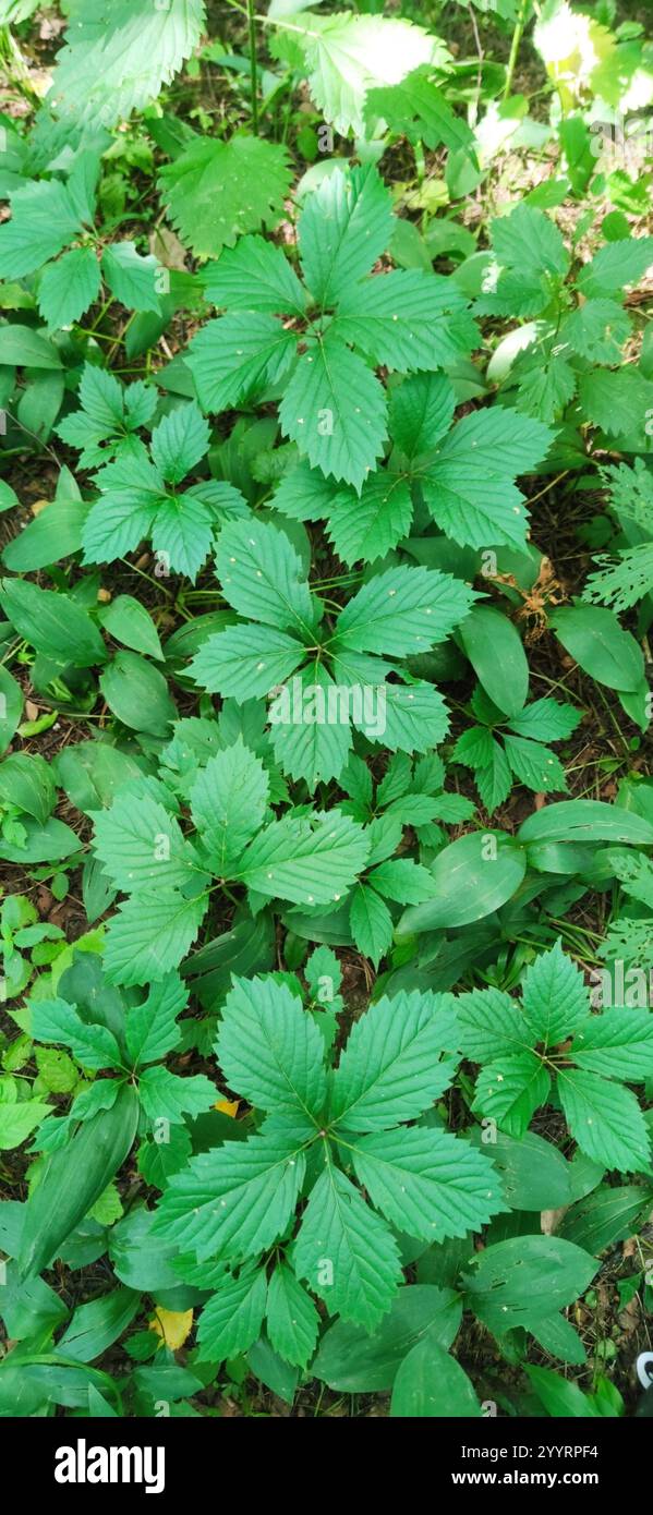 thicket creeper (Parthenocissus inserta Stock Photo - Alamy