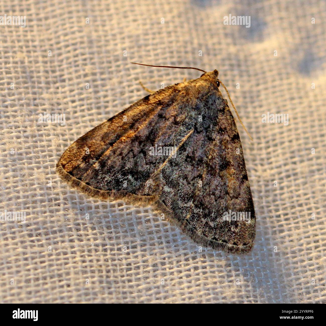 Common Idia Moth (Idia aemula Stock Photo - Alamy