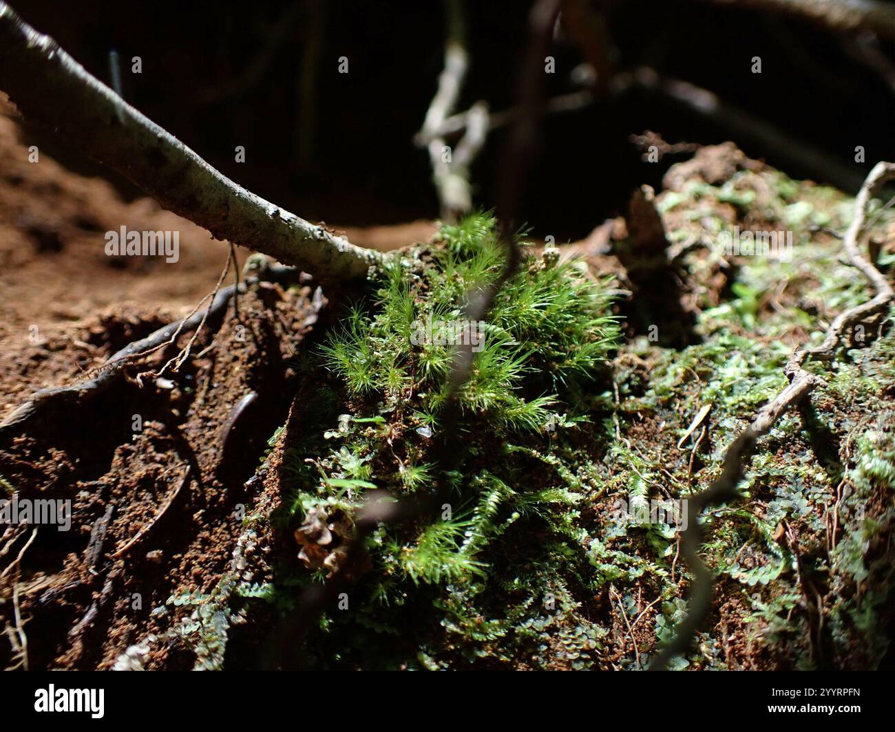 Silky Forklet-moss (Dicranella heteromalla Stock Photo - Alamy