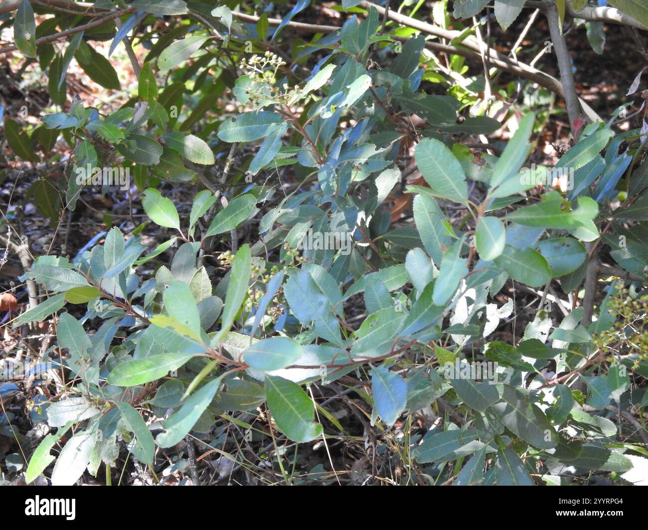Toyon (Heteromeles arbutifolia Stock Photo - Alamy
