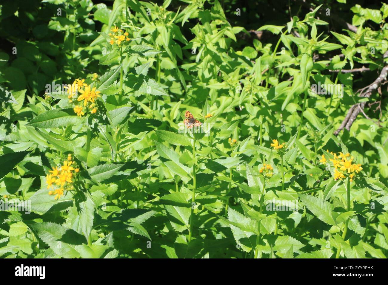 Hoffmann's Checkerspot (Chlosyne hoffmanni Stock Photo - Alamy
