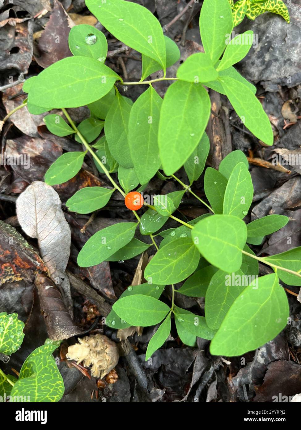 Northern Comandra (Geocaulon lividum Stock Photo - Alamy