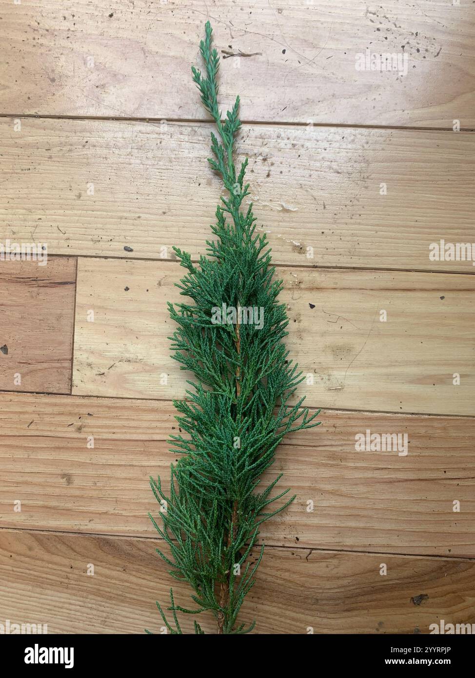 cypress family (Cupressaceae Stock Photo - Alamy