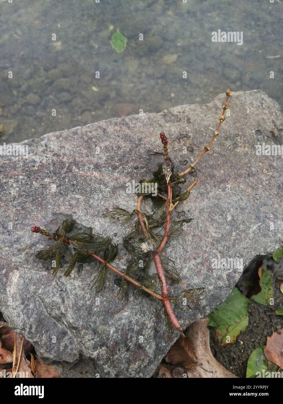 Eurasian water-milfoil (Myriophyllum spicatum Stock Photo - Alamy