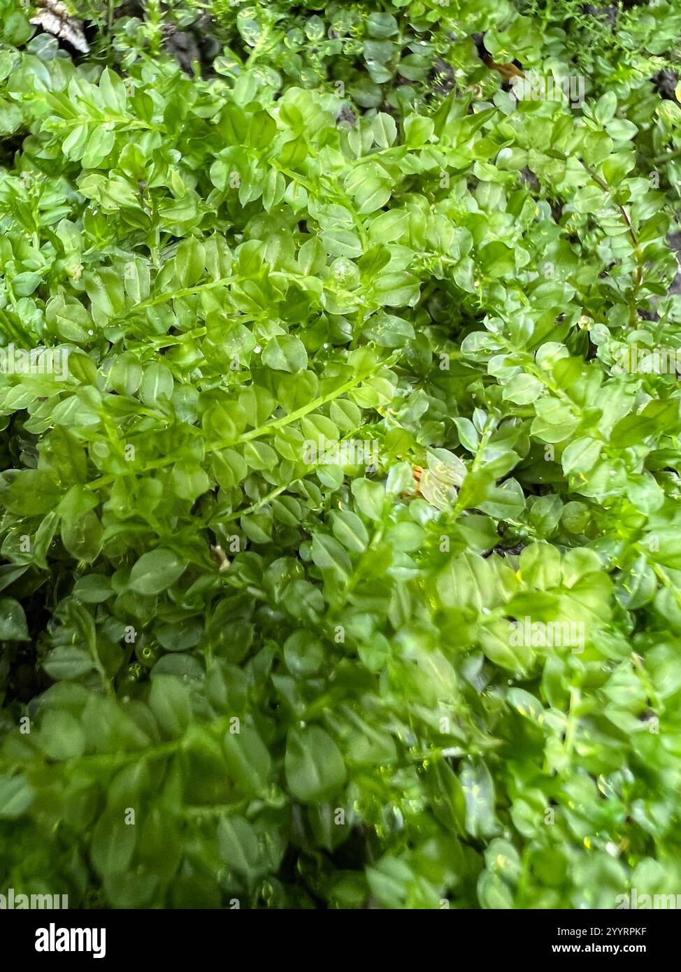 Thyme and Allied Mosses (Plagiomnium Stock Photo - Alamy