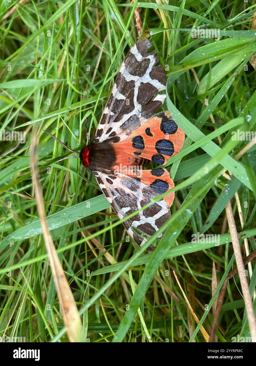 Garden Tiger (Arctia caja Stock Photo - Alamy