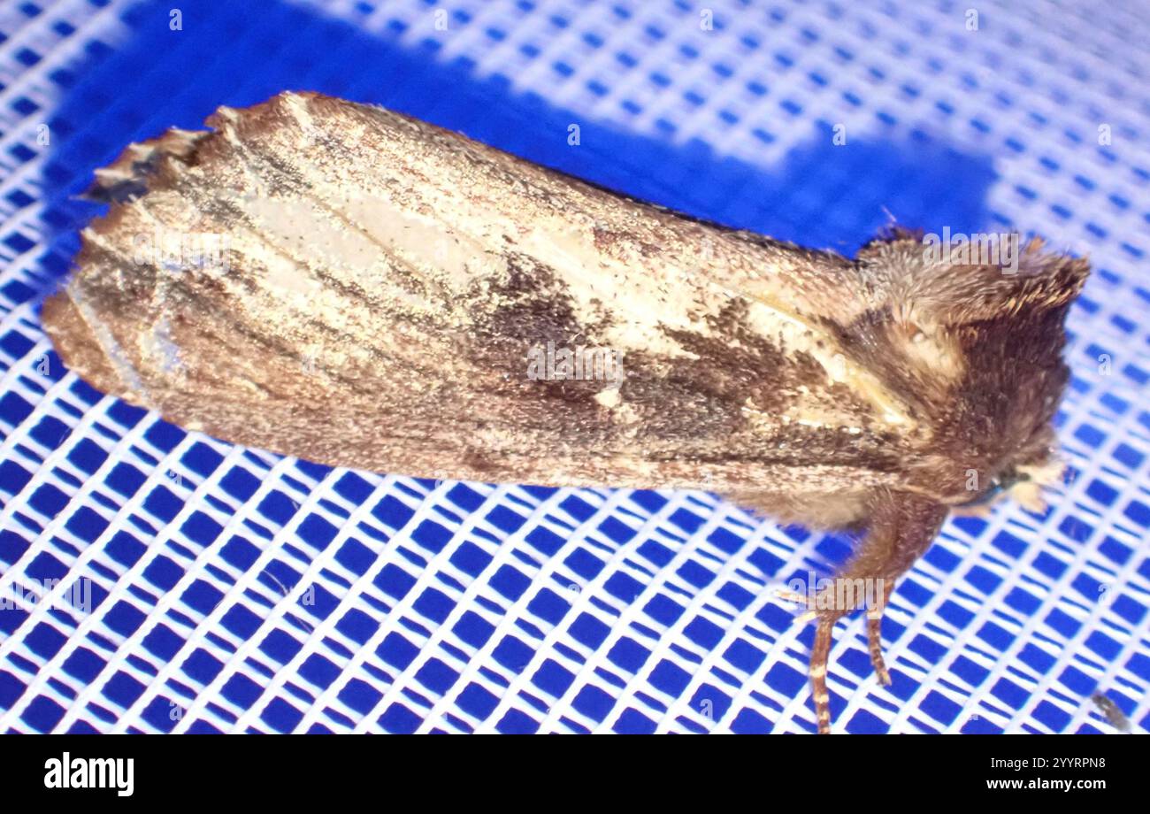 Cowled Rough-head (Hylaeora capucina Stock Photo - Alamy