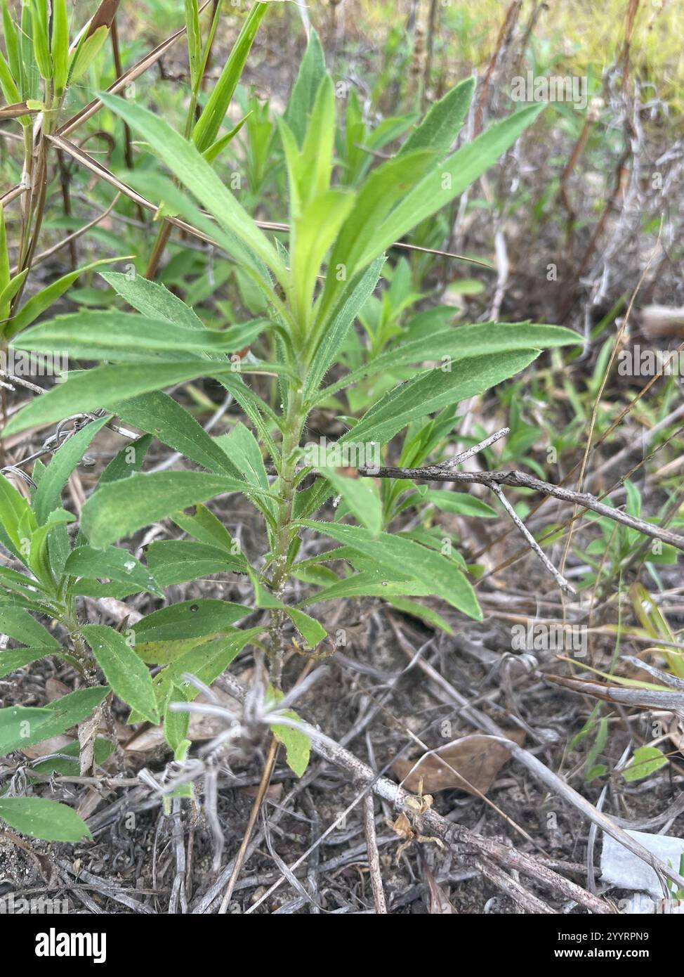 Slender Scratch Daisy (Croptilon divaricatum Stock Photo - Alamy