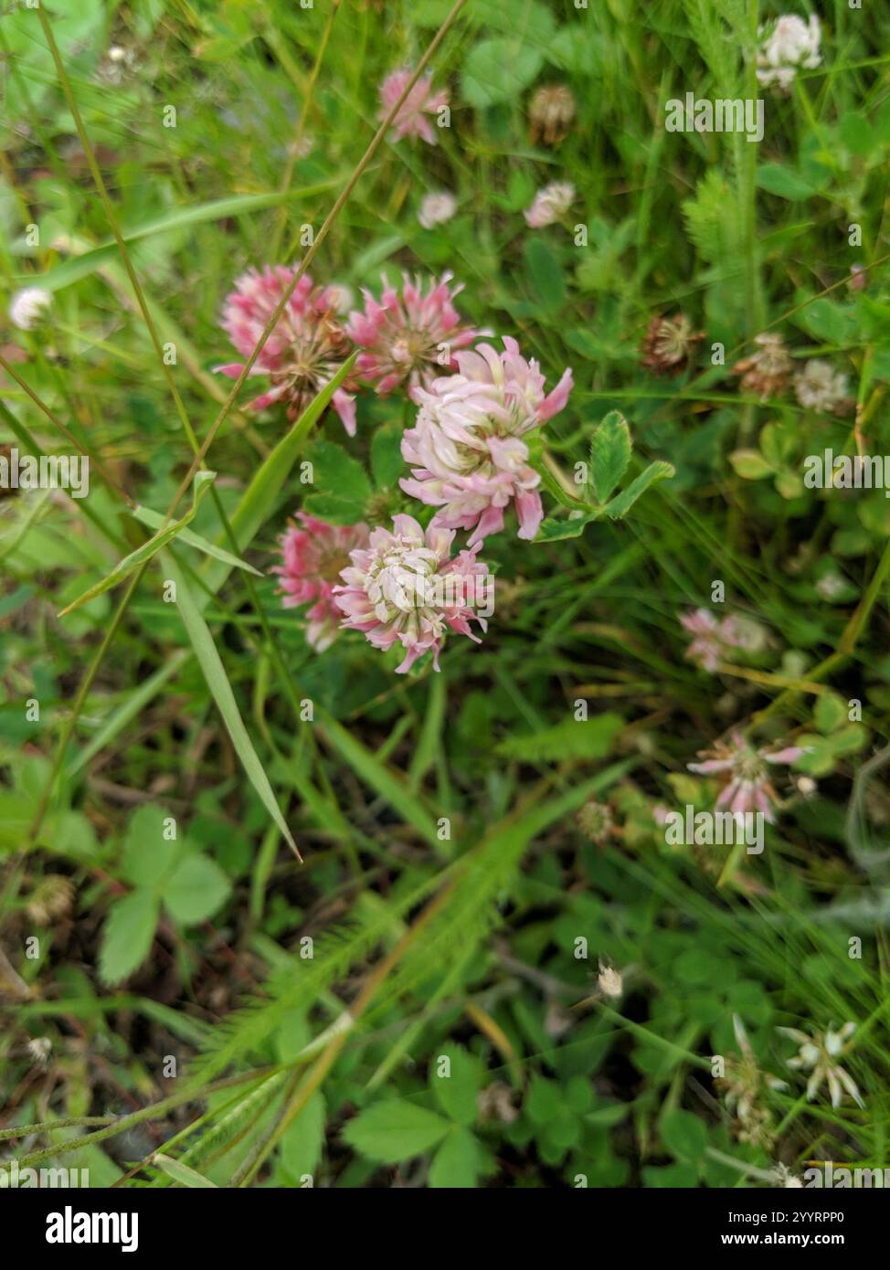 Alsike clover (Trifolium hybridum Stock Photo - Alamy