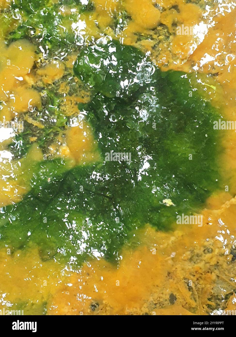 Leptothrix hi-res stock photography and images - Alamy