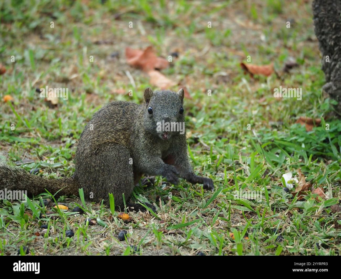 Taiwan Squirrel (Callosciurus erythraeus thaiwanensis Stock Photo - Alamy