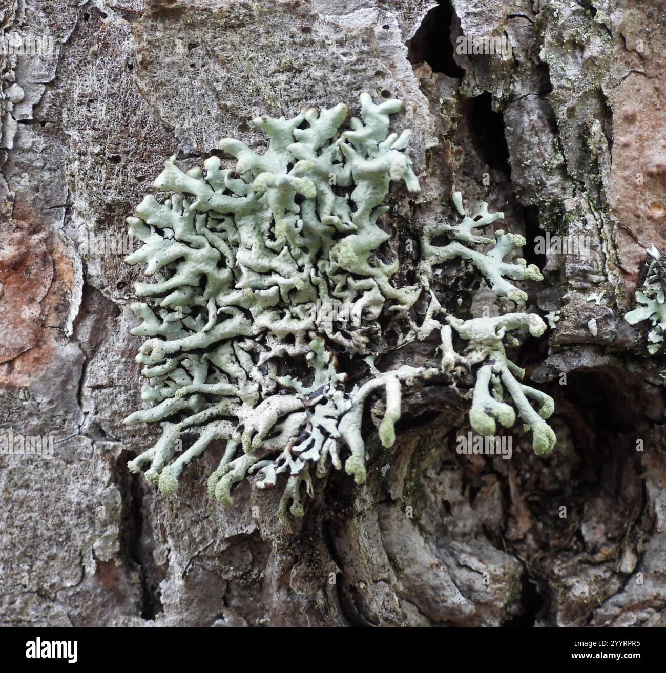 Powder-headed Tube Lichen (Hypogymnia tubulosa Stock Photo - Alamy