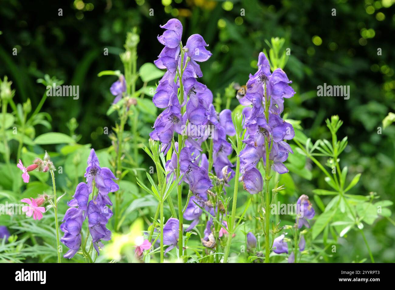 Purple Monk’s Hood, Aconitum Napellus, also known as aconite, monkshood ...