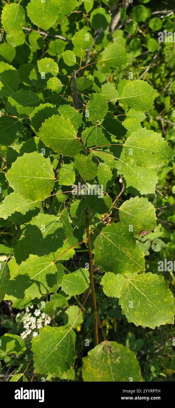 European aspen (Populus tremula Stock Photo - Alamy