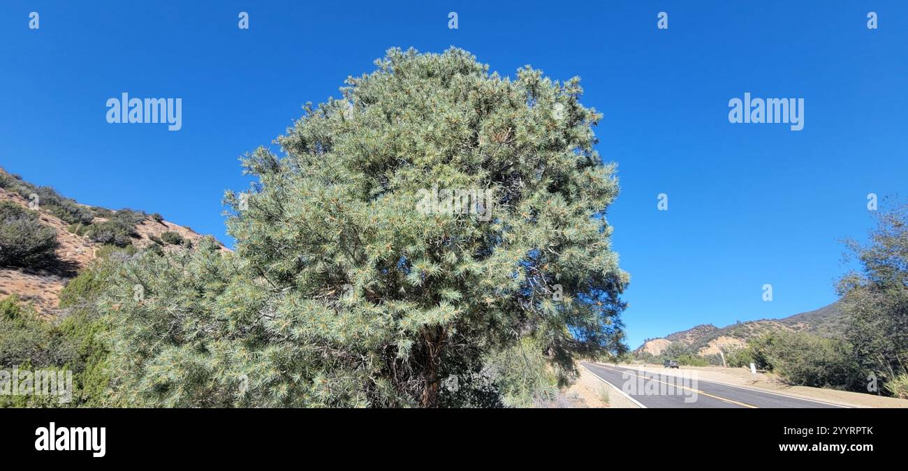 singleleaf pinyon (Pinus monophylla Stock Photo - Alamy